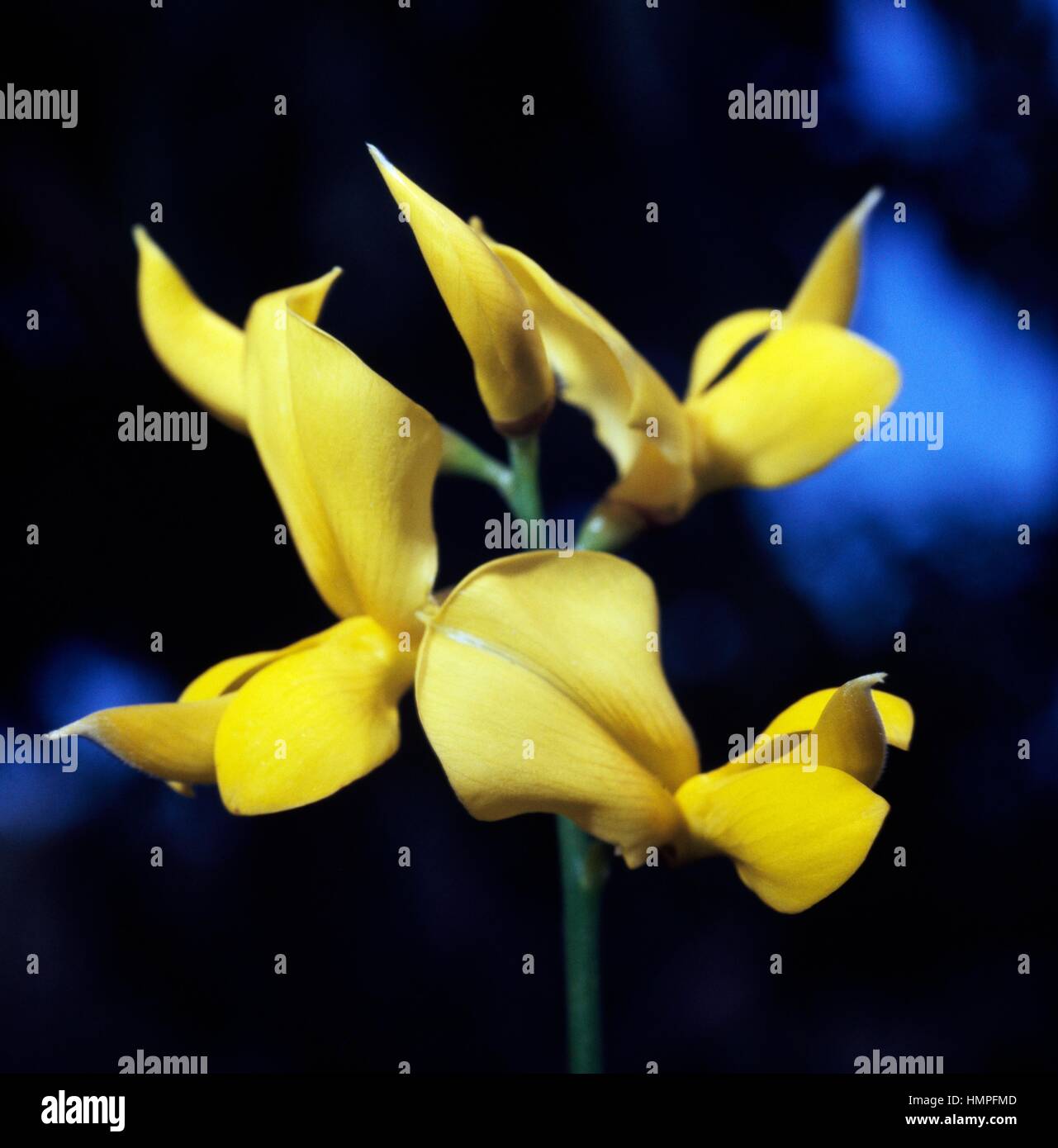 Weavers broom hi-res stock photography and images - Alamy