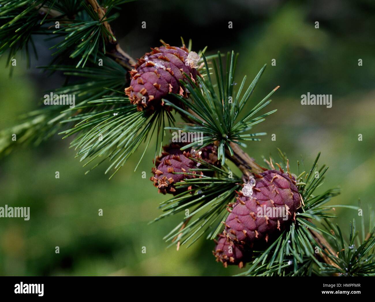 European larch cones hi-res stock photography and images - Alamy