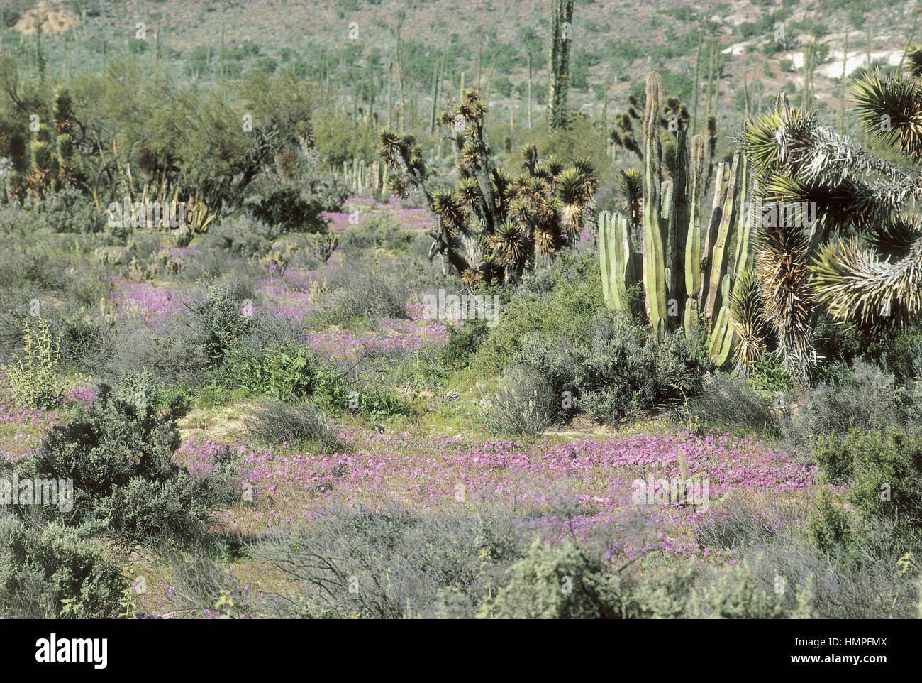 Mexico - Baja California State - Flowered desert Stock Photo - Alamy