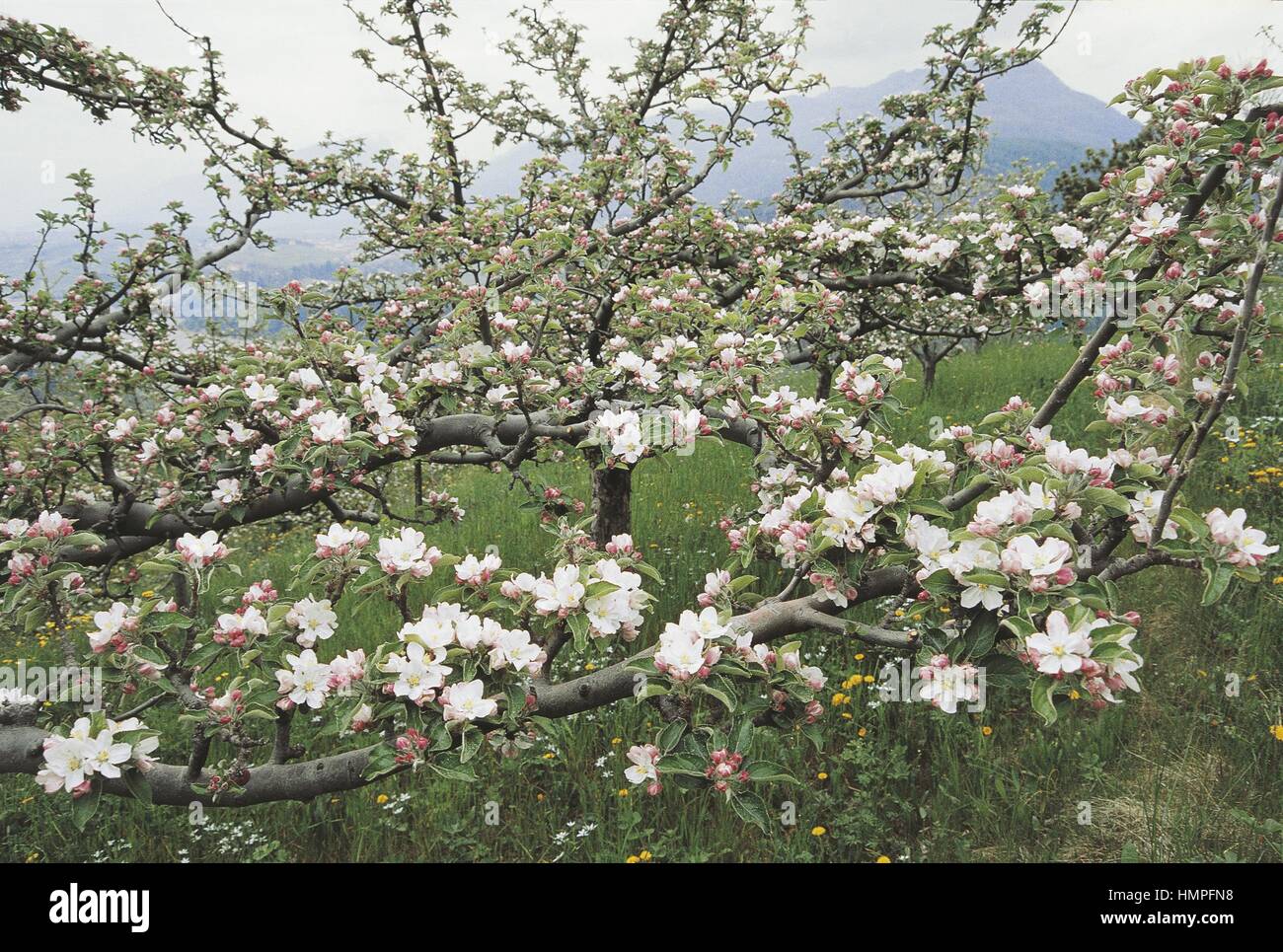 Botany - Rosaceae - Apple tree (Pyrus malus) blossom, close-up of ...