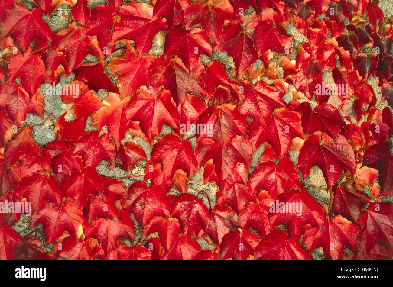 Japanese Creeper, Boston Ivy or Grape Ivy (Parthenocissus tricuspidata ...