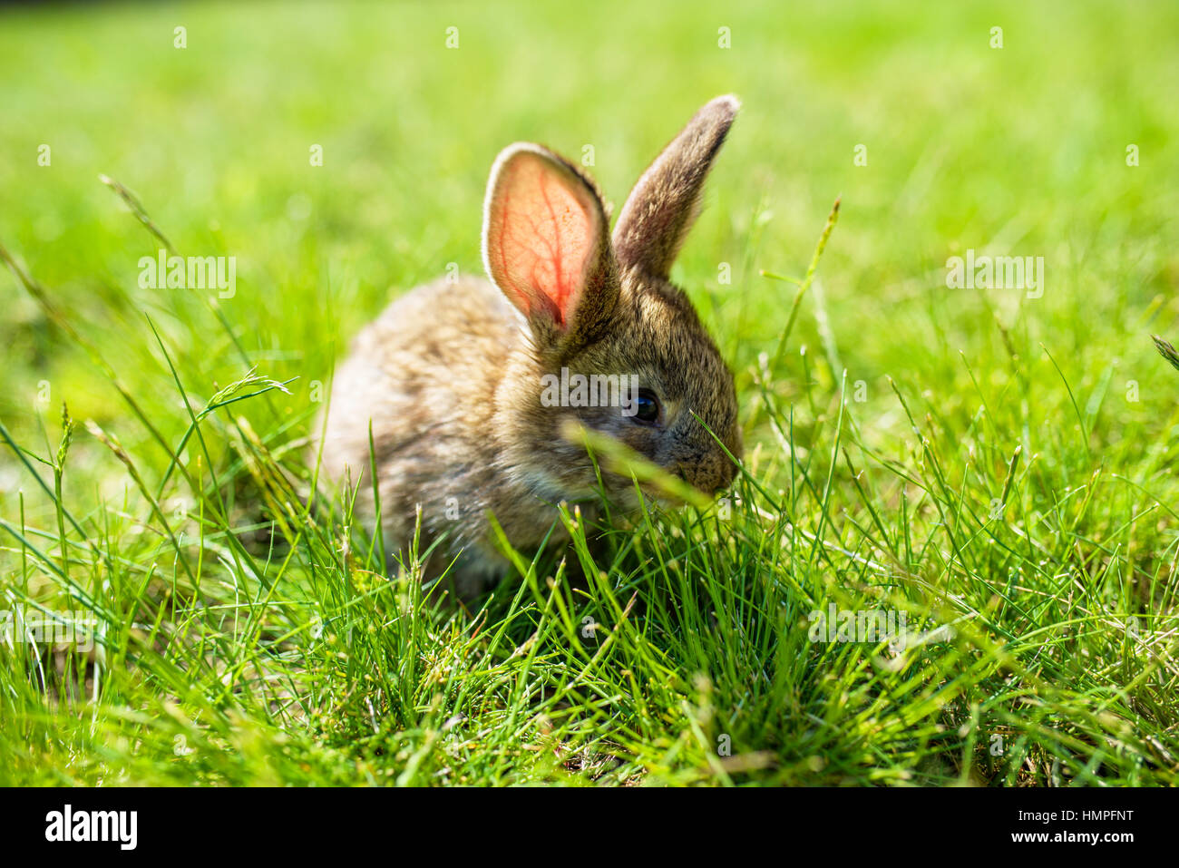 rabbit on the grass Stock Photo - Alamy