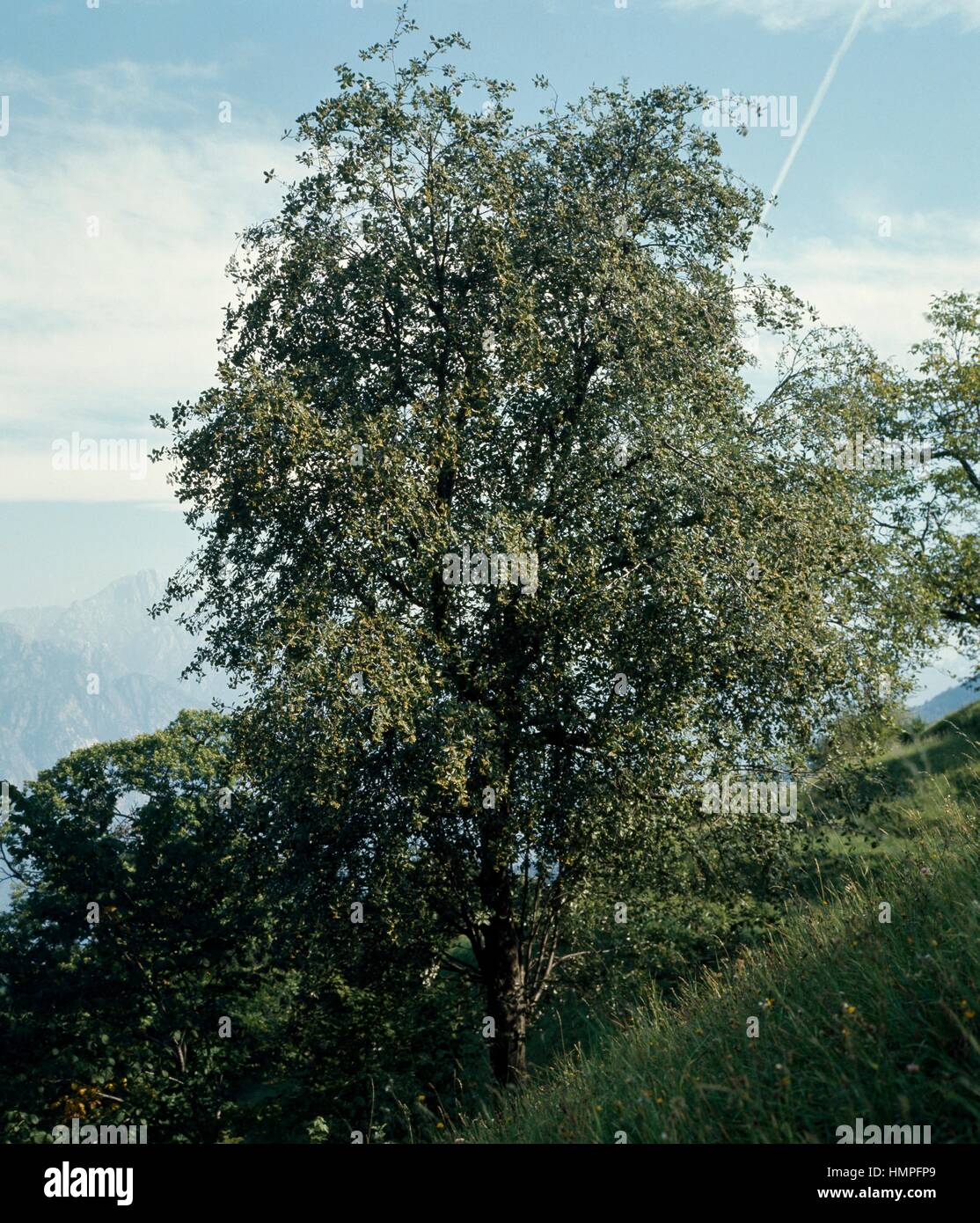 Common Whitebeam (Sorbus aria), Rosaceae Stock Photo - Alamy