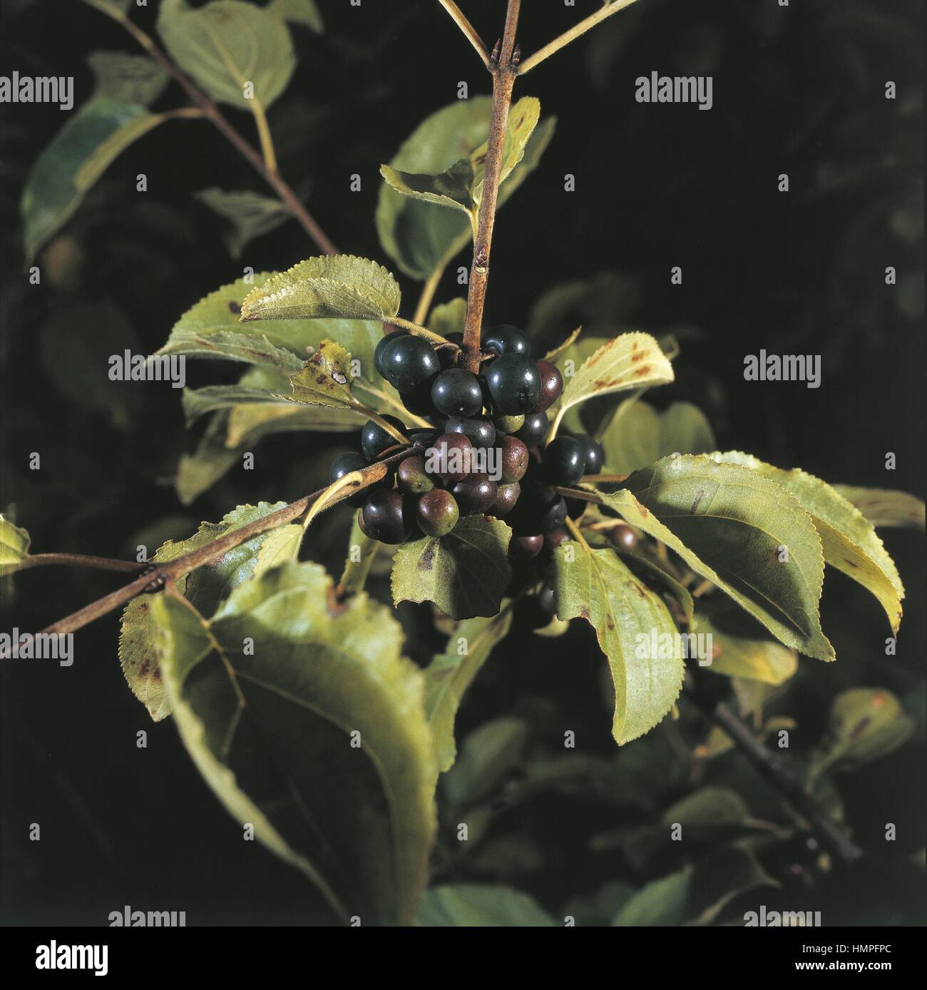Botany - Shrubs - Rhamnaceae - Buckthorn (Rhamnus cathartica Stock ...
