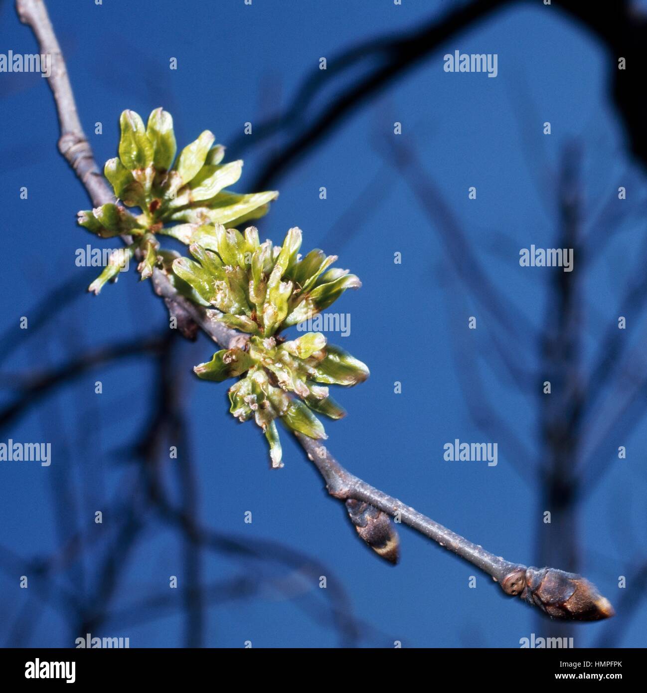 Downton Elm buds (Ulmus campestris pendula), Ulmaceae Stock Photo - Alamy