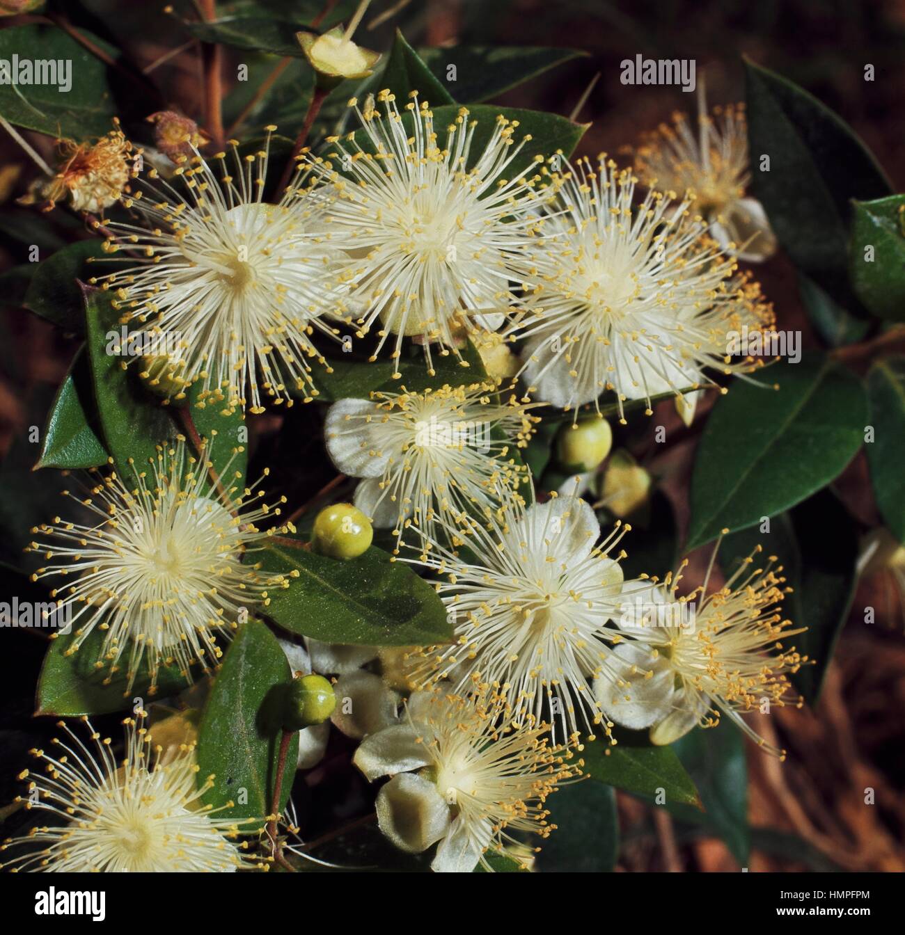 Leaves and flowers of Common Myrtle (Myrtus communis), Myrtaceae Stock ...