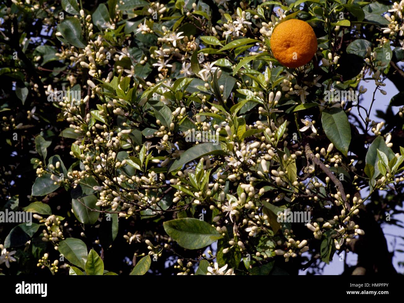 Flowers of Bitter orange or Seville orange (Citrus x aurantium ...