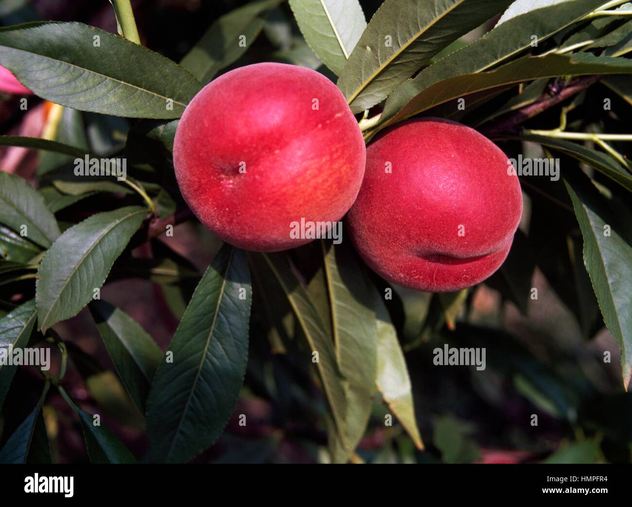 Early red Peaches (Prunus persica), Rosaceae Stock Photo - Alamy