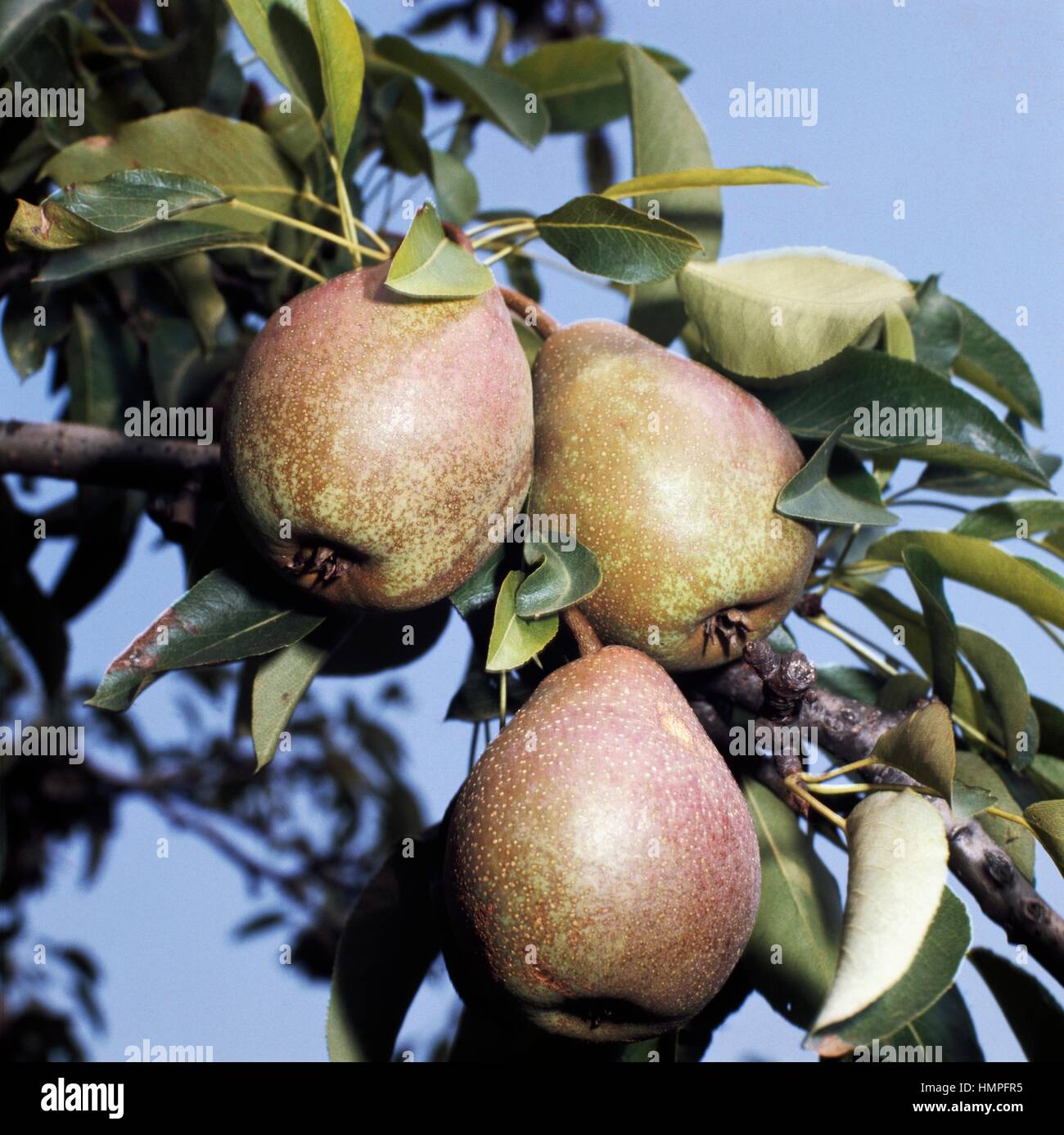 Pears (Pyrus communis), Rosaceae Stock Photo - Alamy