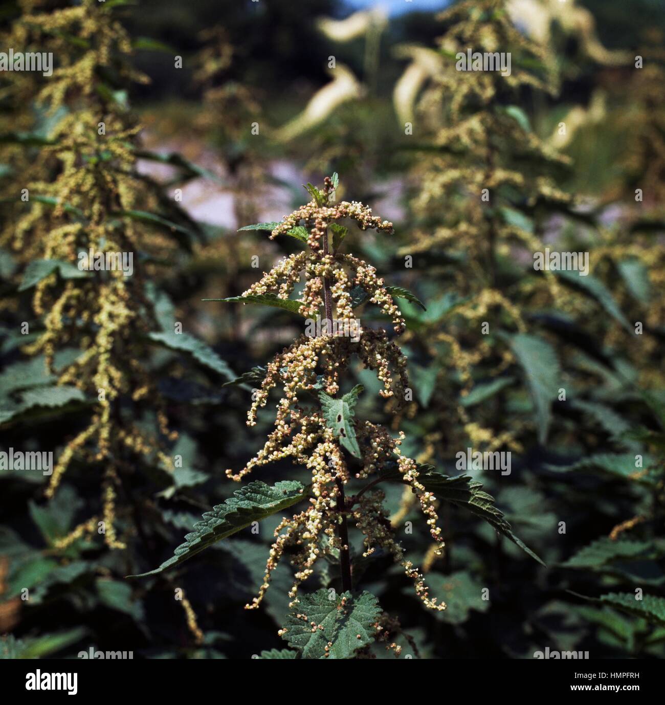 Stinging nettle in bloom (Urtica dioica), Urticaceae Stock Photo - Alamy