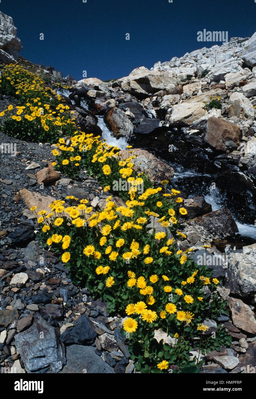 Native italy hi-res stock photography and images - Alamy