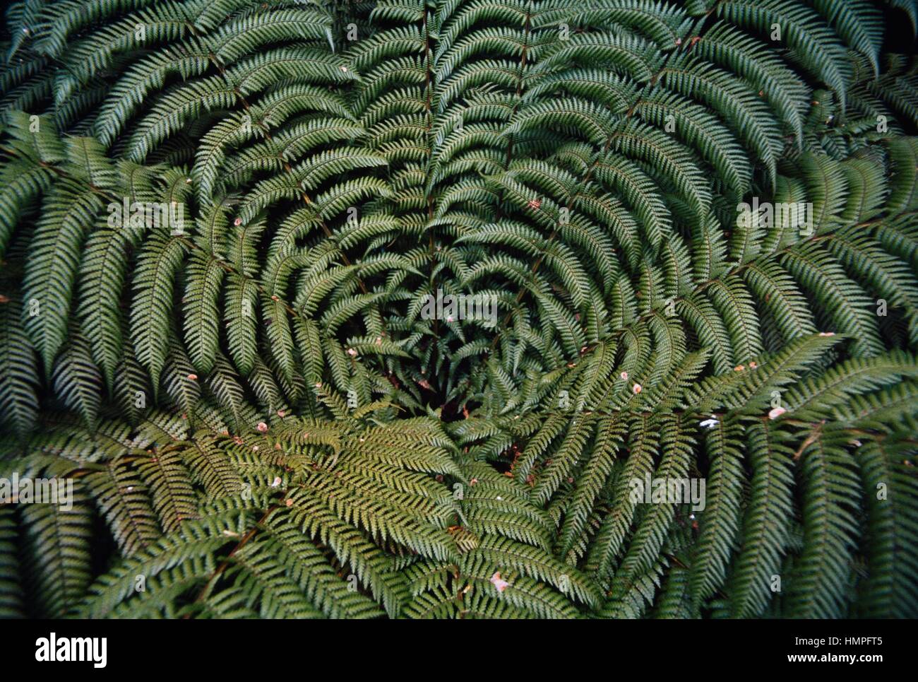 Fern morphology hi-res stock photography and images - Alamy