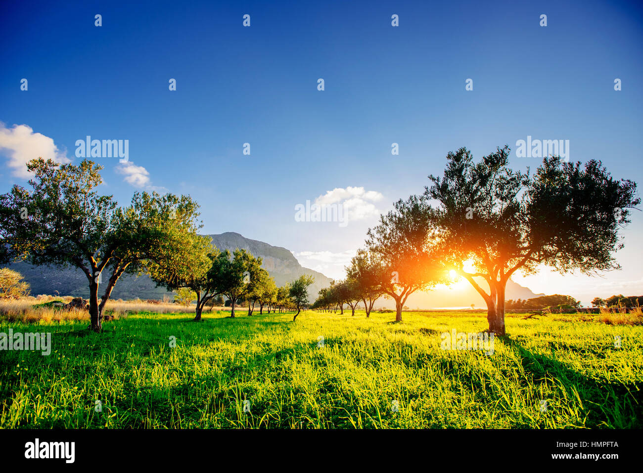 Tree shadow with sunset Stock Photo - Alamy