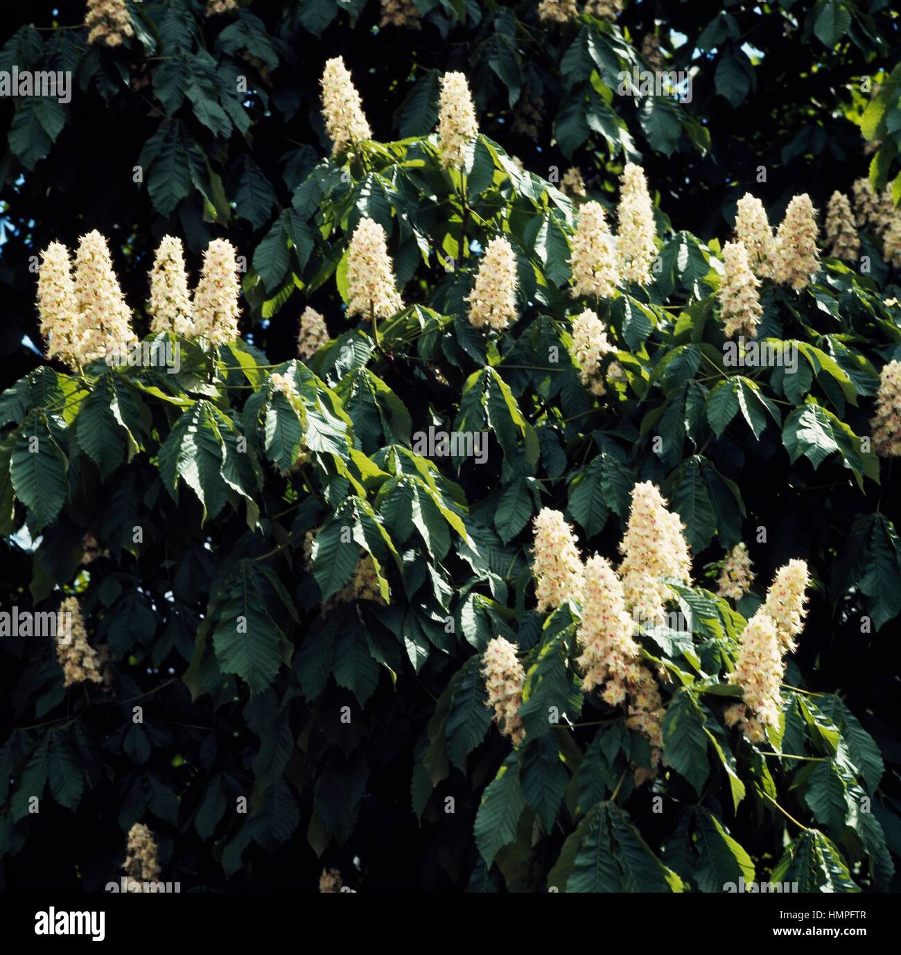 Horse-chestnut or Indian chestnut flowers (Aesculus hippocastanum ...