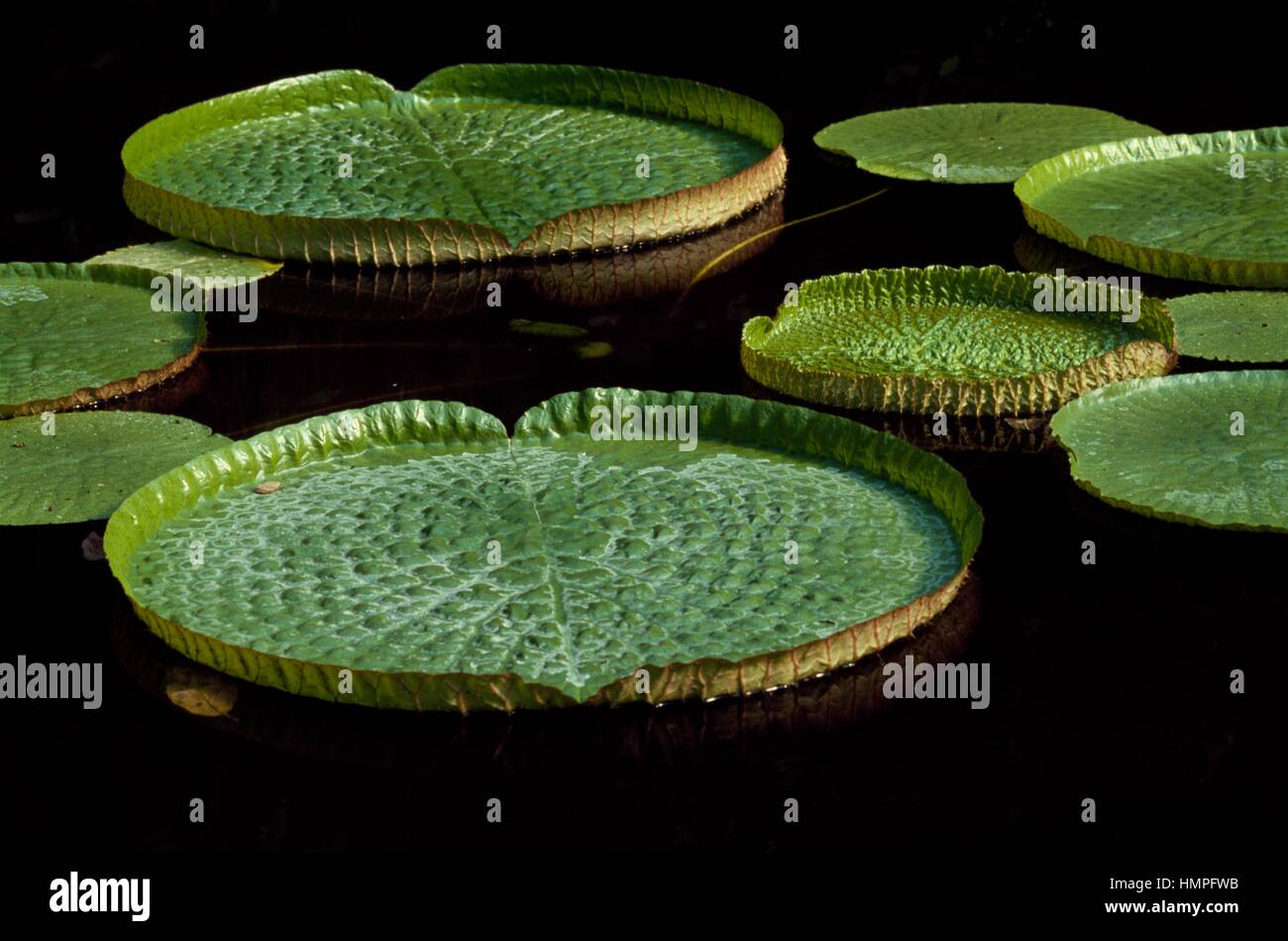 Water Lily (Victoria amazonica or Victoria regia), Nymphaeaceae Stock ...