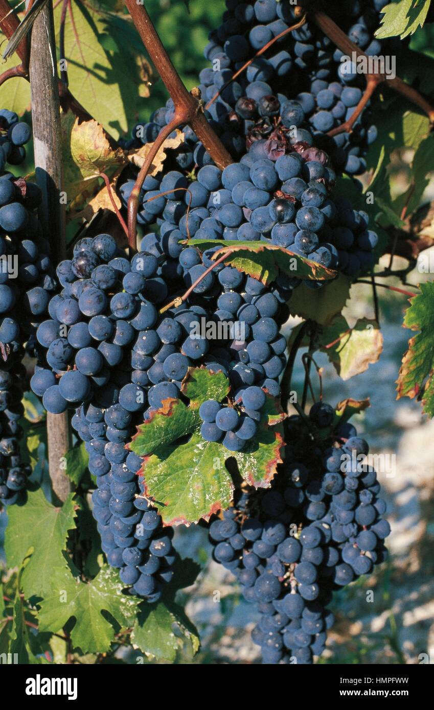 Bunches dolcetto grapes vitis vinifera hi-res stock photography and images - Alamy