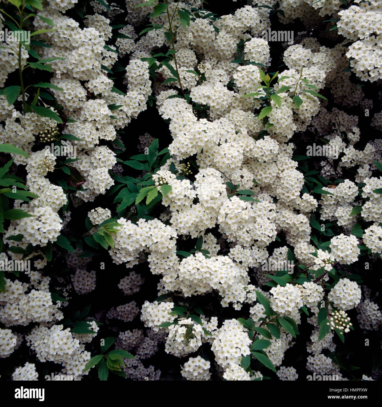 Hawthorn crataegus oxyacantha hi-res stock photography and images - Alamy