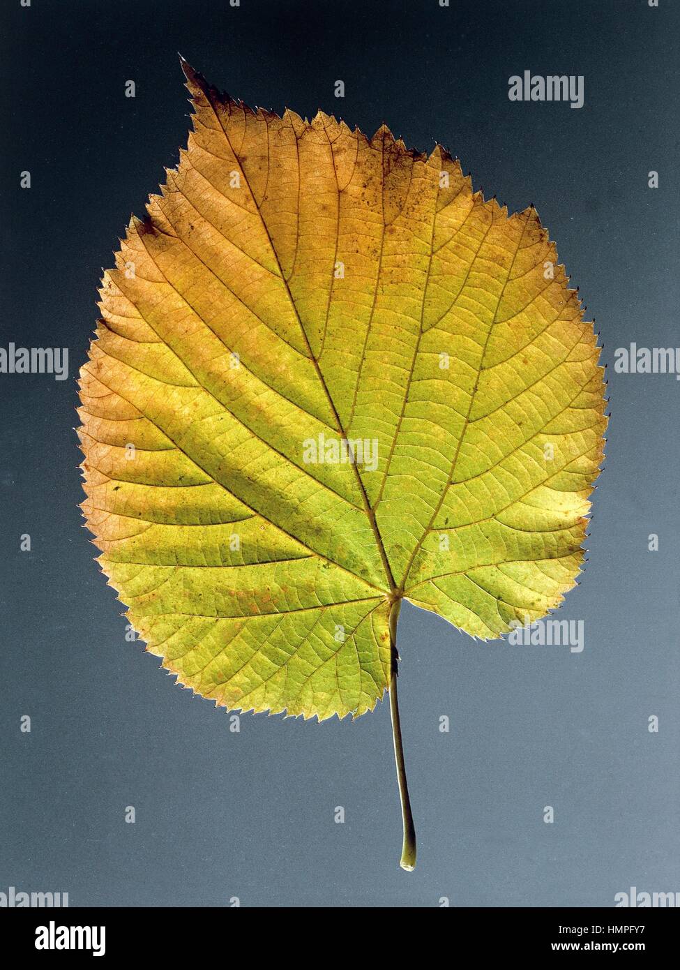 Tooth edged hi-res stock photography and images - Alamy