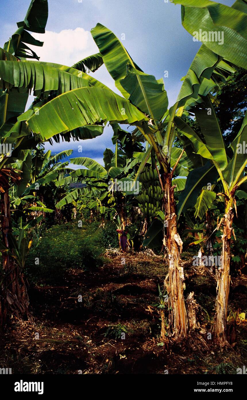 Banana plantation (Musa sapientum), Nosy Iranja, Madagascar Stock Photo ...