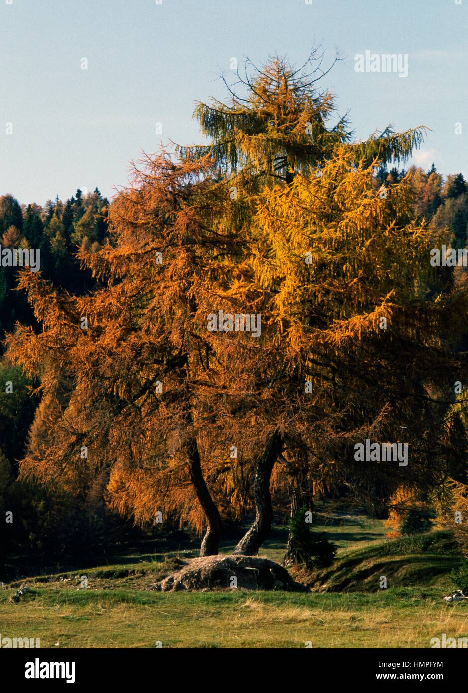 European Larch trees (Larix decidua), Pinaceae, Trentino-Alto Adige ...