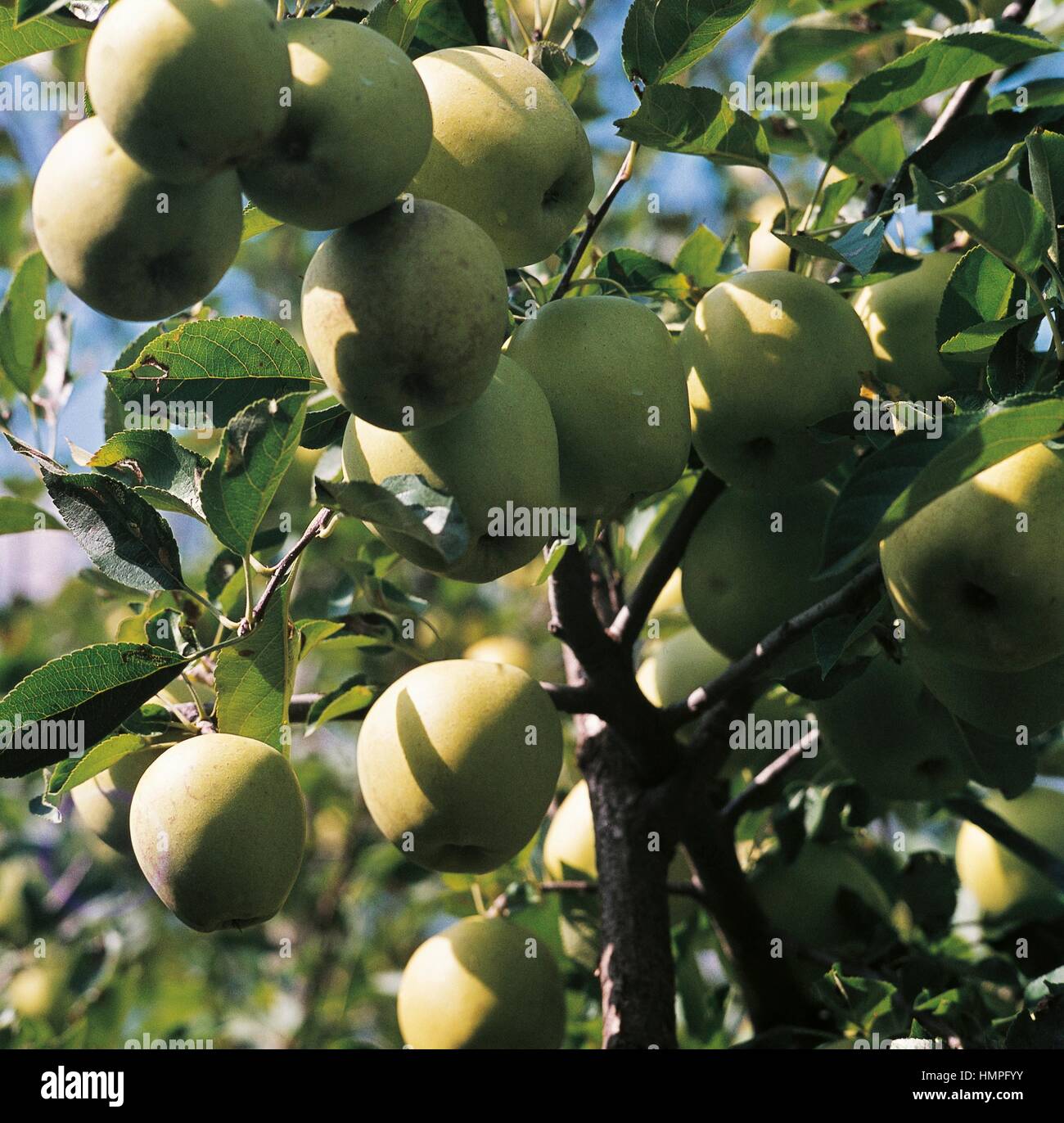 Golden Delicious Apples (Malus domestica), Rosaceae, Alto Adige, Italy ...