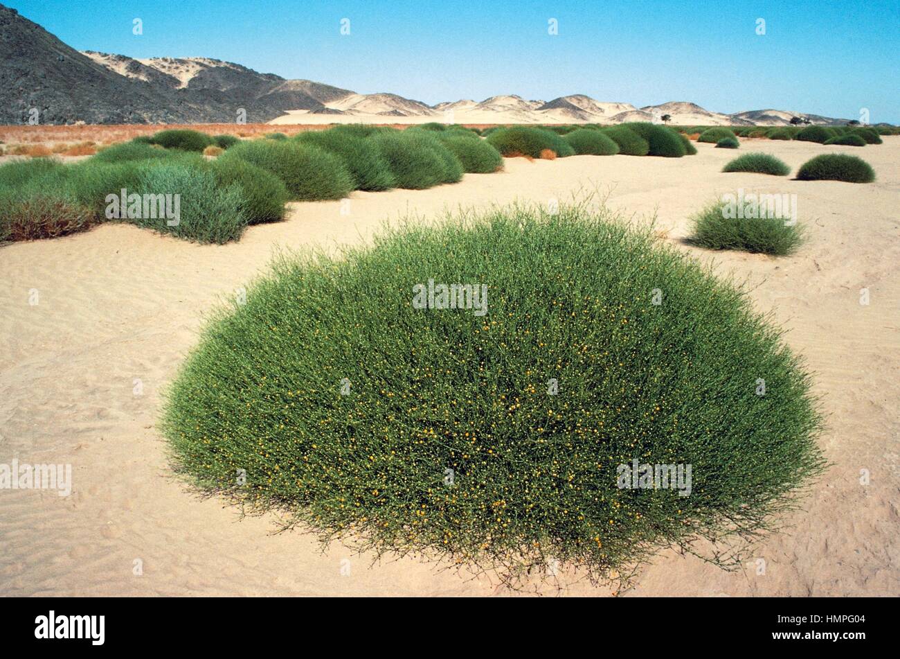 Vegetation patches, Nubian Desert, Sudan Stock Photo - Alamy