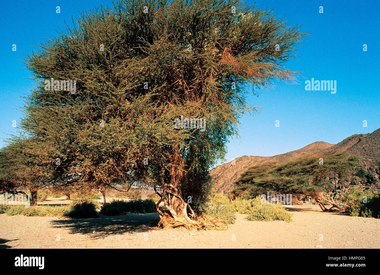 Centuries-old Acacia trees, Wadi Allaqi (Unesco World Heritage Site ...