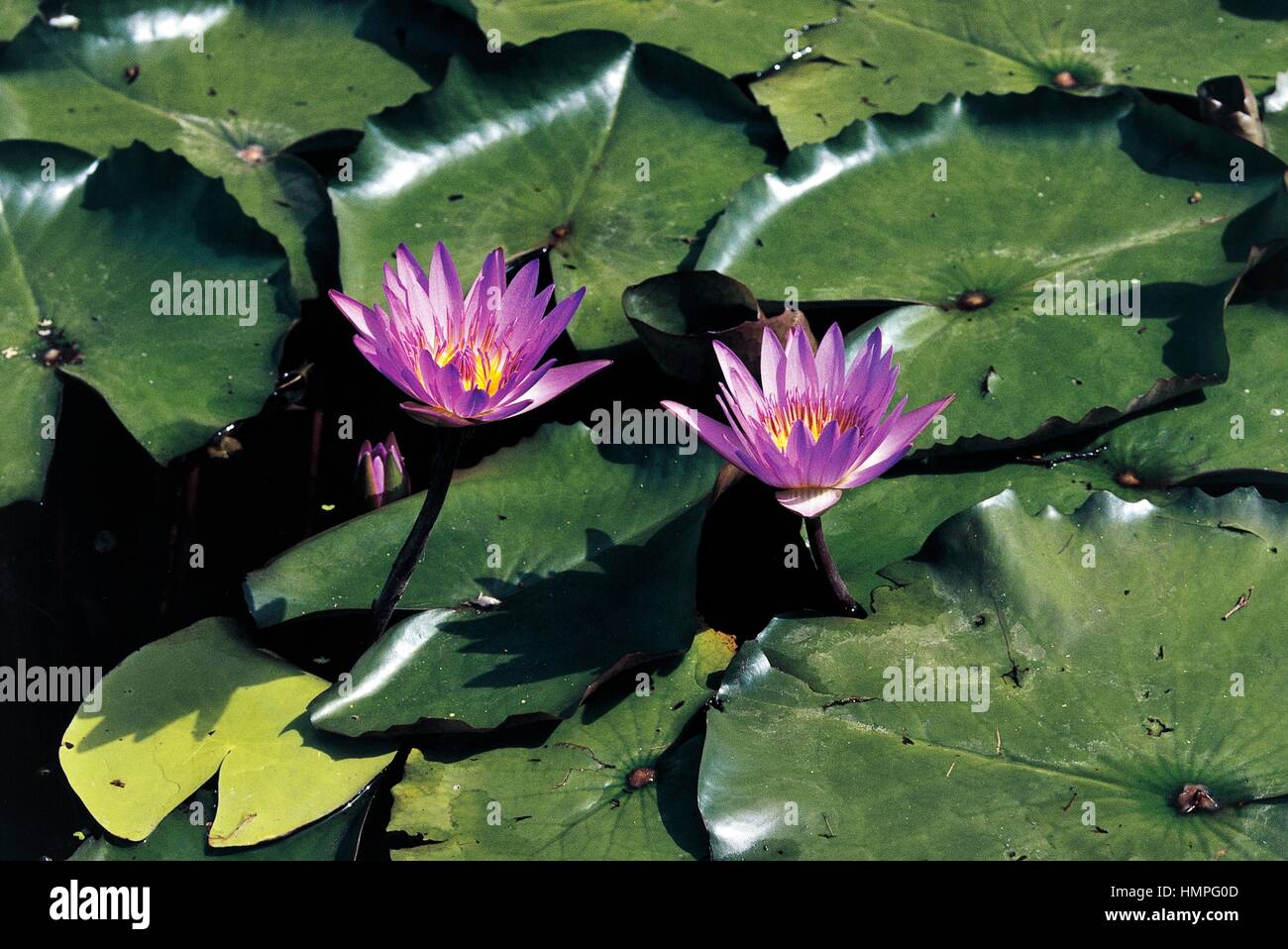 Blue Star Water-lily (Nymphaea stellata), Nymphaeaceae Stock Photo - Alamy