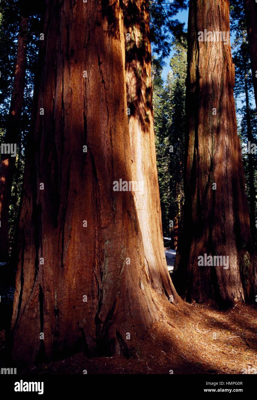 Giant sequoia trunks (Sequoiadendron giganteum), Cupressaceae ...