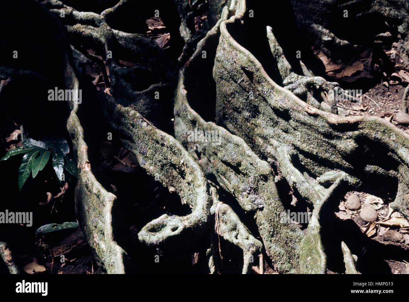 Tahitian chestnut tree hi-res stock photography and images - Alamy