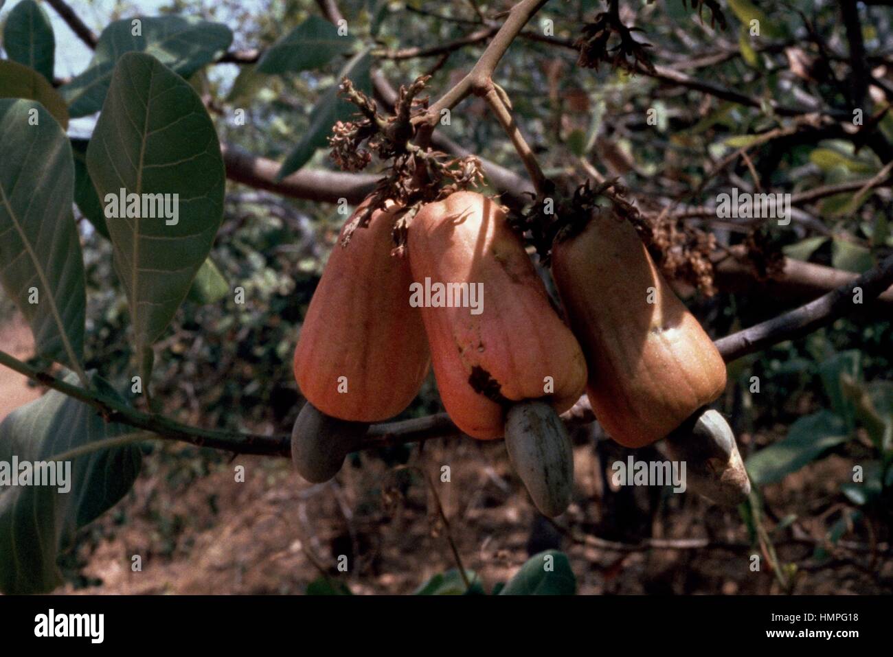Cashew (Anacardium occidentale), Anacardiaceae Stock Photo - Alamy