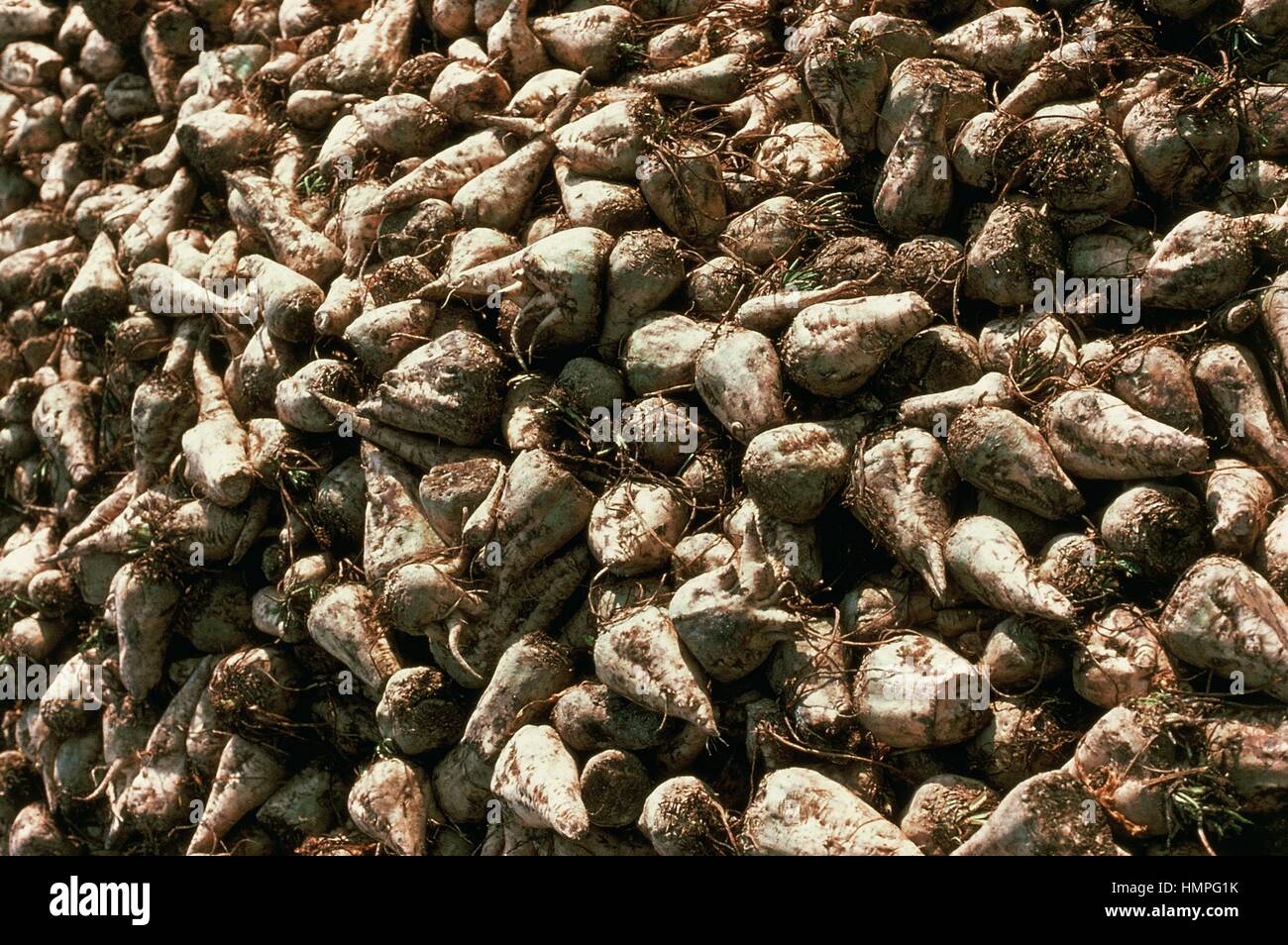 Common Beet, Sugar Beet or Swiss Chard (Beta vulgaris), Chenopodiaceae ...