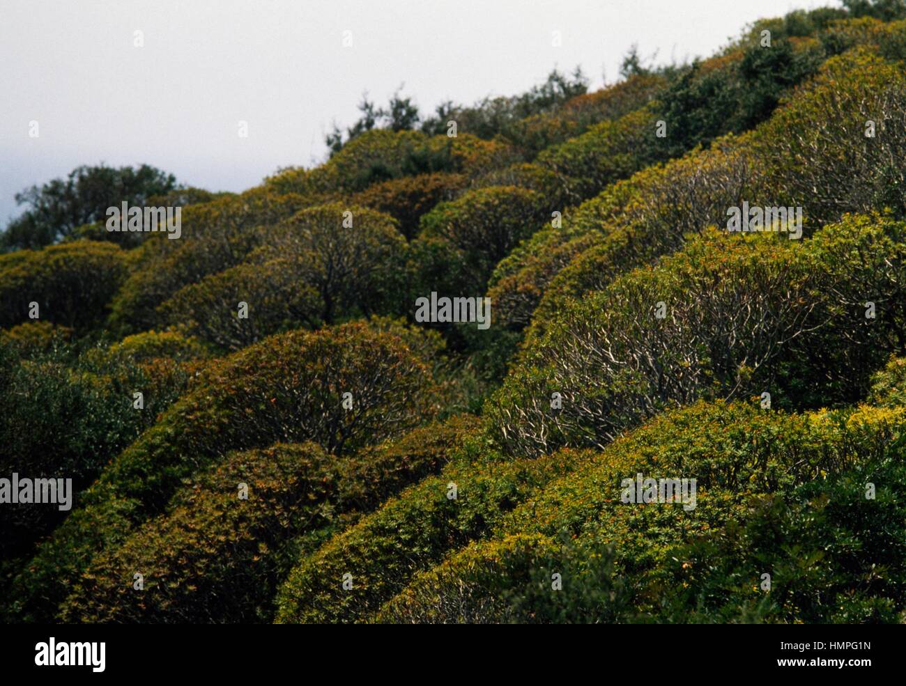 Mastic Tree (Pistacia lentiscus), Anacardiaceae Stock Photo - Alamy