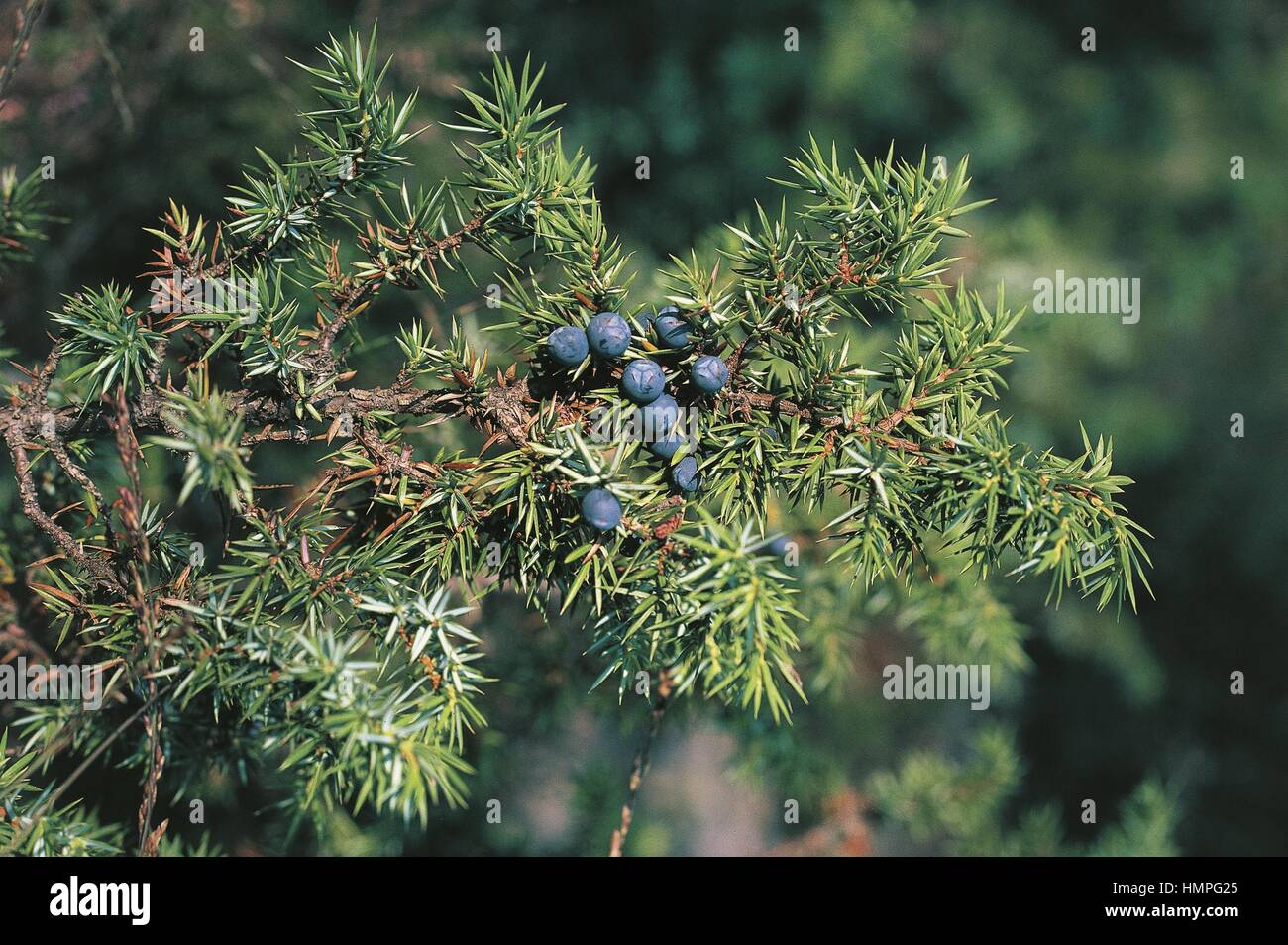 Botany - Trees - Cupressaceae - Common Juniper (Juniperus communis ...