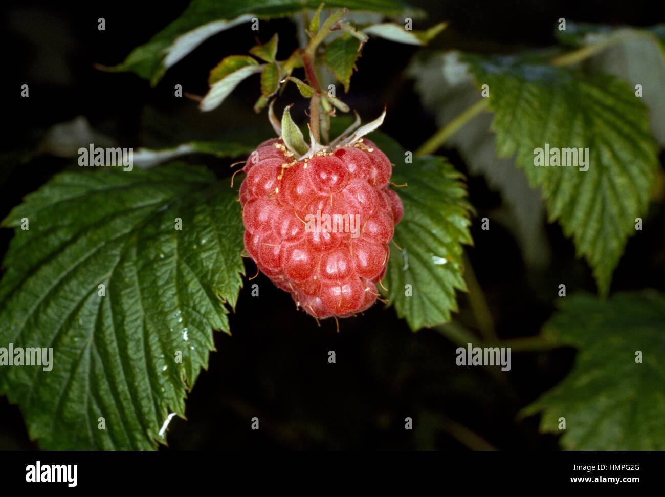 Raspberry (Rubus idaeus), Rosaceae Stock Photo - Alamy