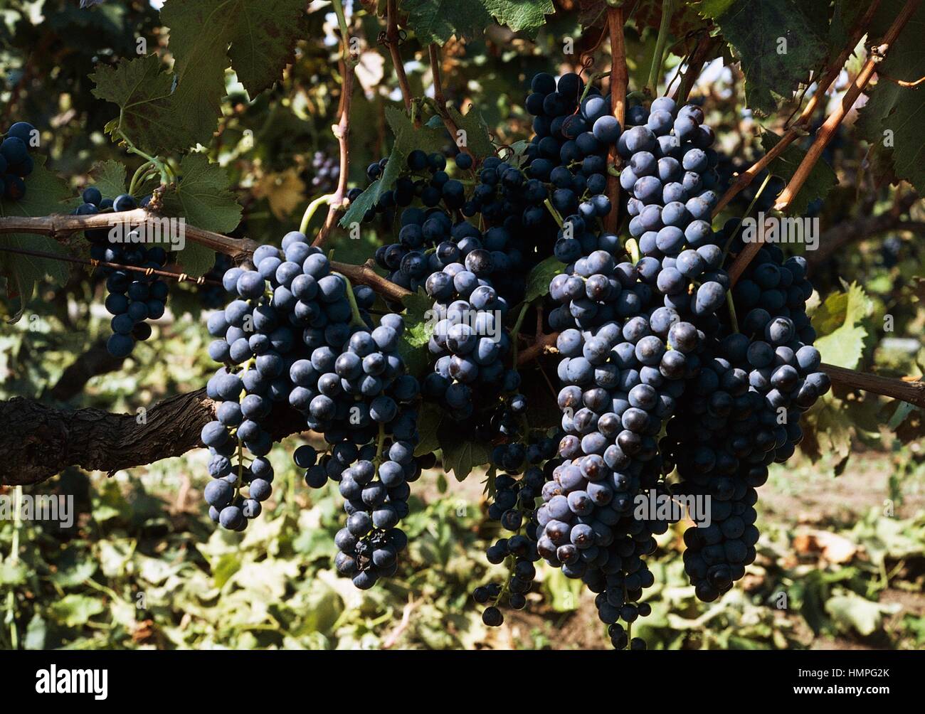 Black grapes vitis vinifera hi-res stock photography and images - Alamy