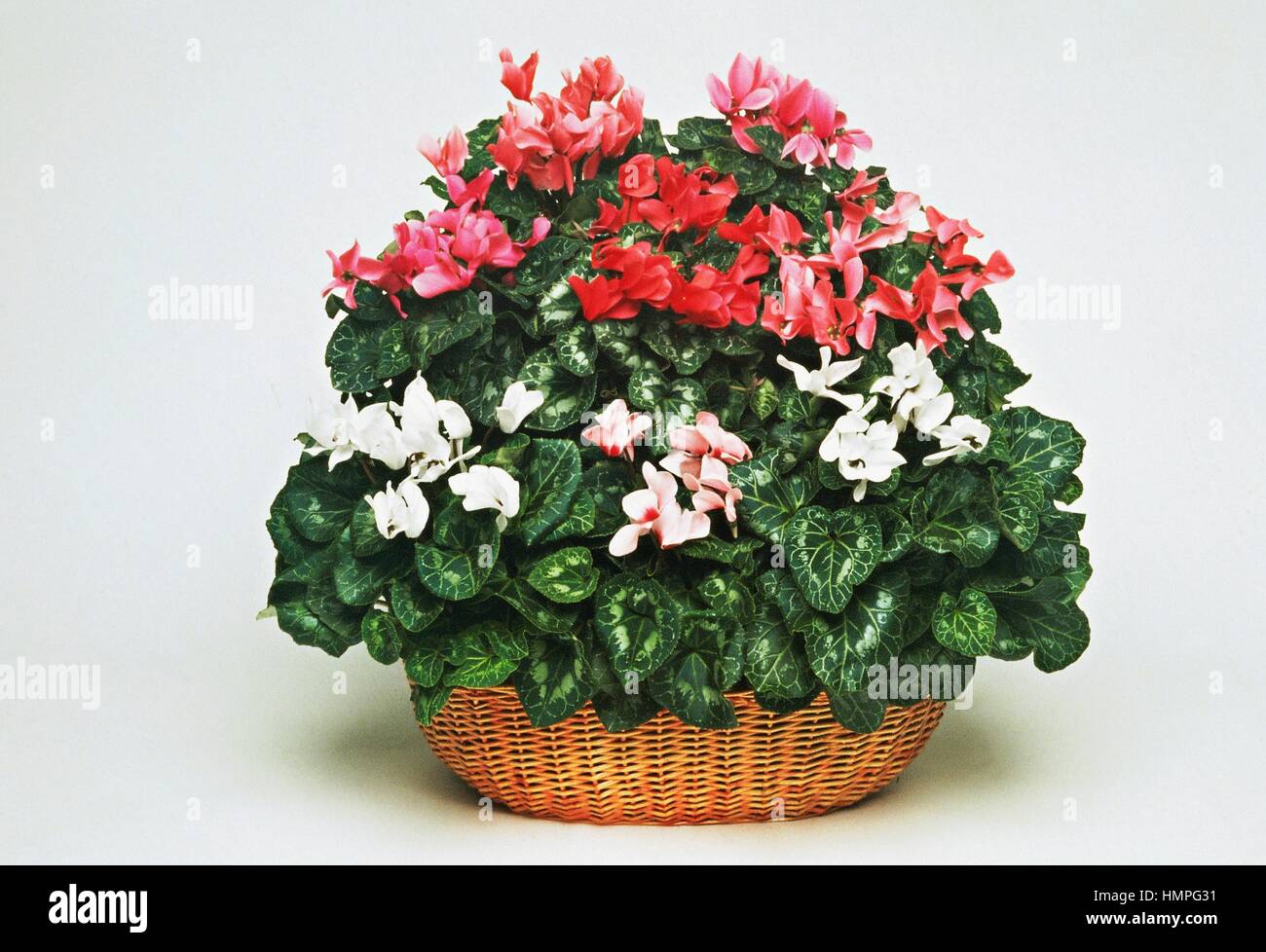 Florist's cyclamen (Cyclamen persicum), Primulaceae Stock Photo - Alamy
