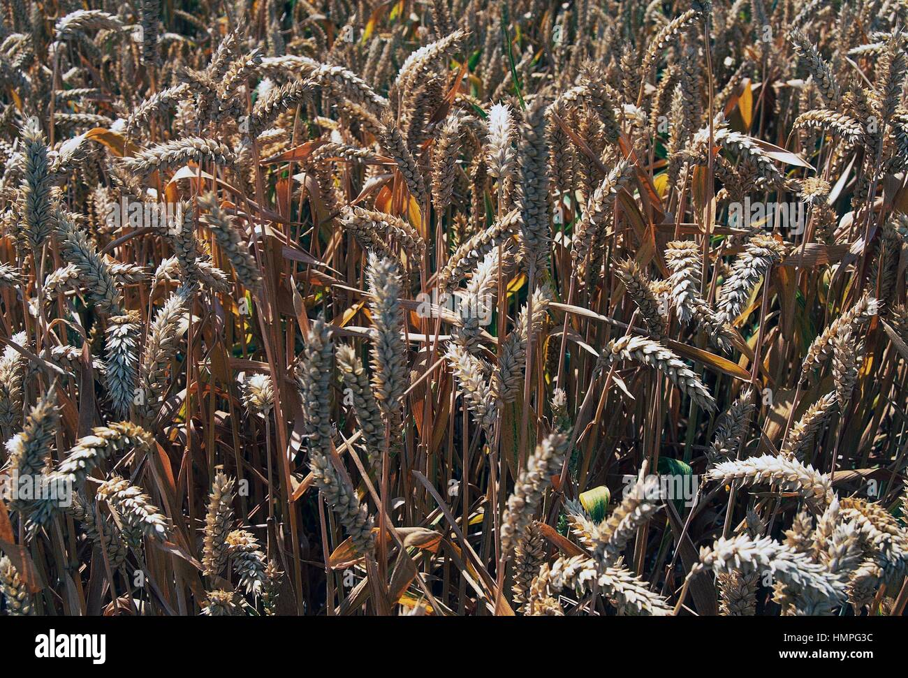 Wheat field (Triticum sp), around Haseldorf, Schleswig-Holstein ...