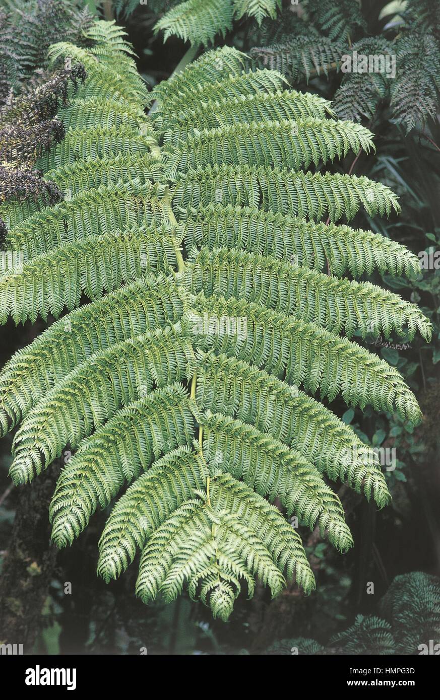 Polynesia, Tahiti, Fern Stock Photo - Alamy