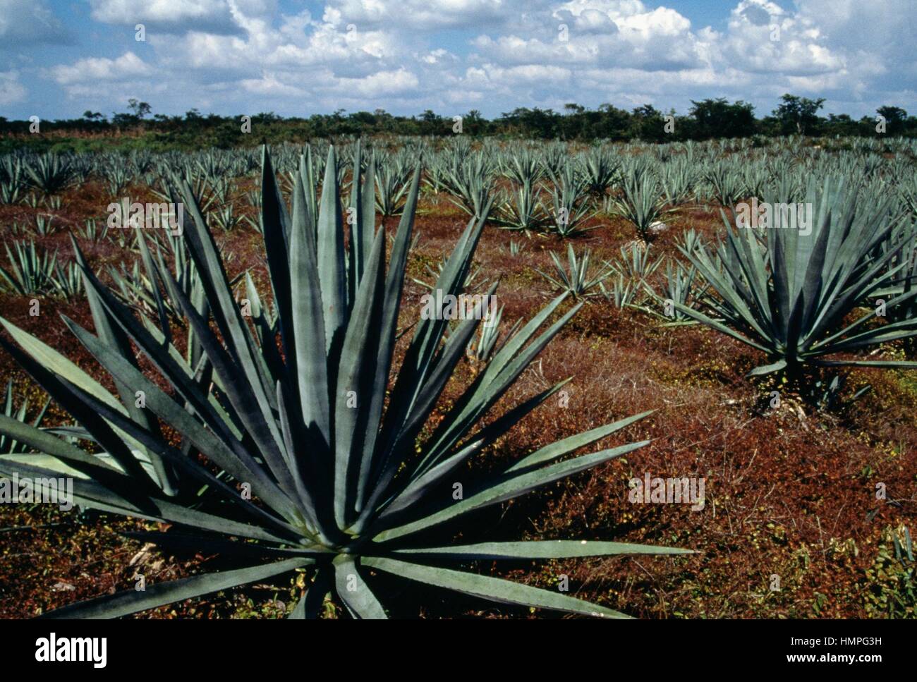 Agave plant cultivation, Asparagaceae, Yucatan, Mexico Stock Photo - Alamy