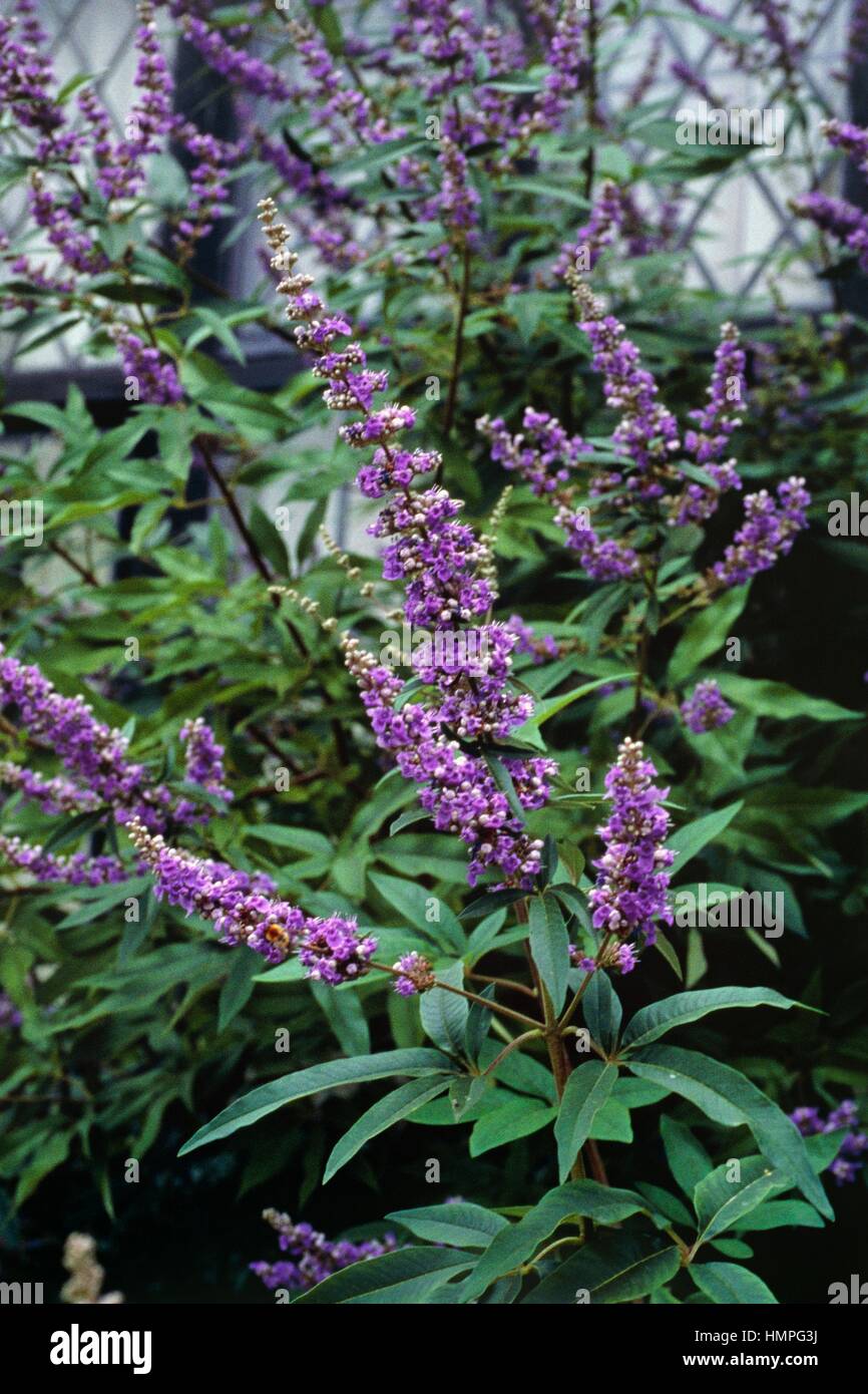 Lindley's butterfly bush (Buddleja lindleyana), Scrophulariaceae Stock ...