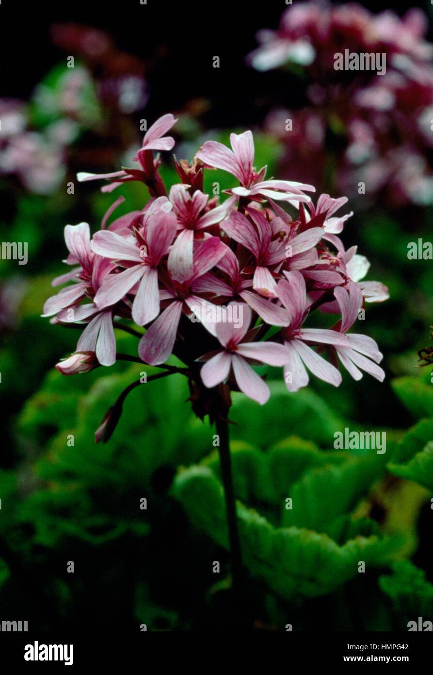 Pelargonium storks bill hi-res stock photography and images - Alamy