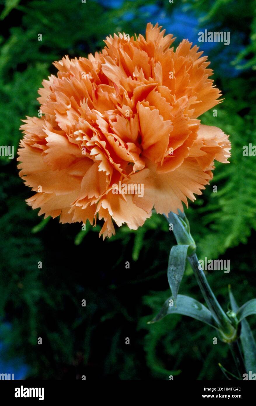 Pink or Carnation (Dianthus Persia), Caryophyllaceae Stock Photo - Alamy