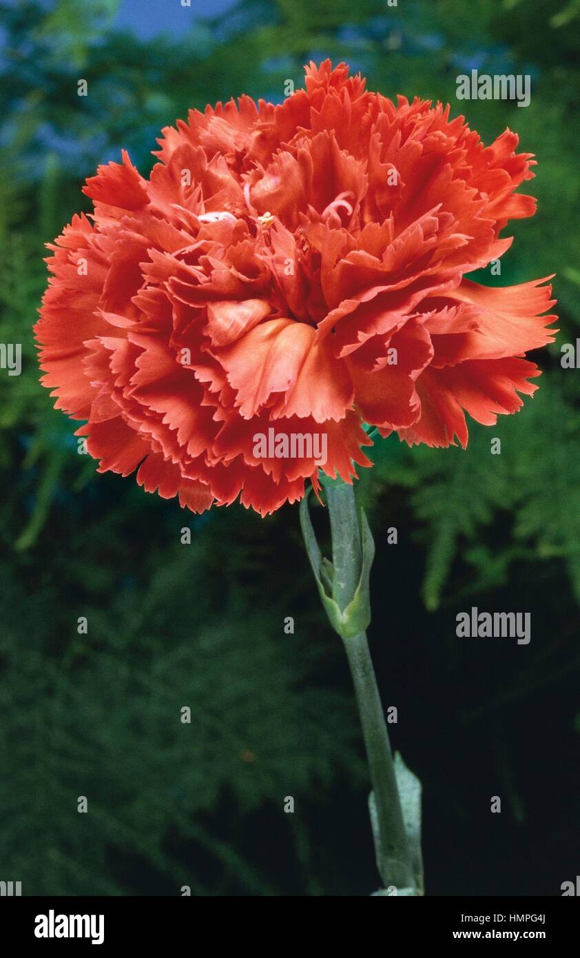 Pink or Carnation (Dianthus Sumatra), Caryophyllaceae Stock Photo - Alamy