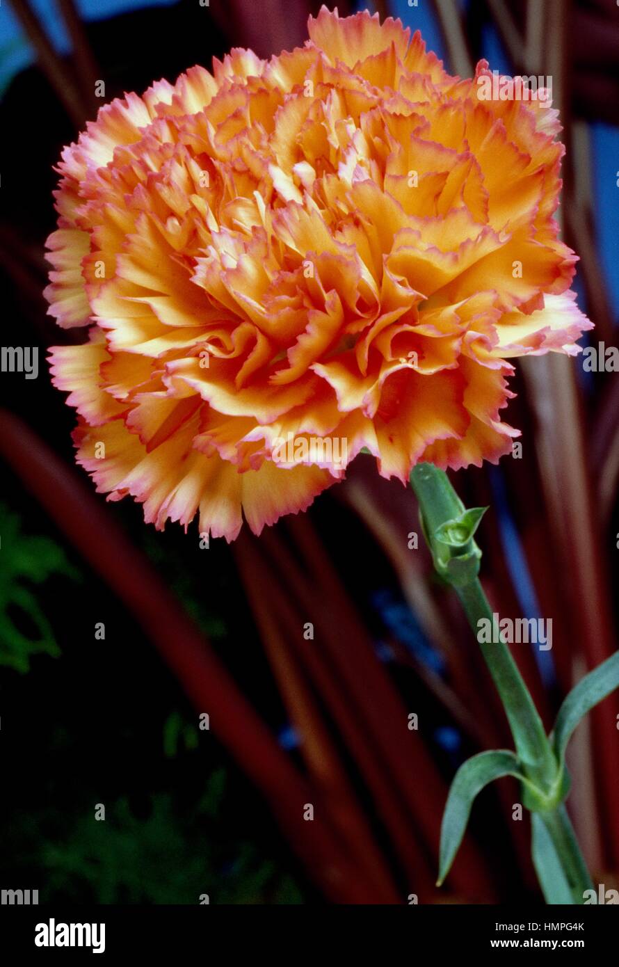 Pink or Carnation (Dianthus Malaga), Caryophyllaceae Stock Photo - Alamy