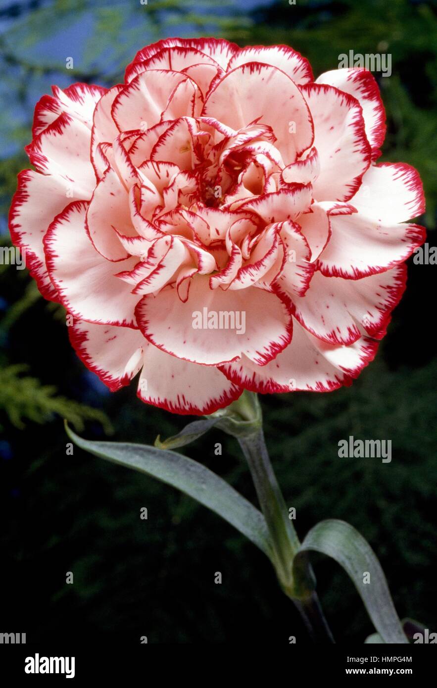 Pink or Carnation (Dianthus Blues), Caryophyllaceae Stock Photo - Alamy