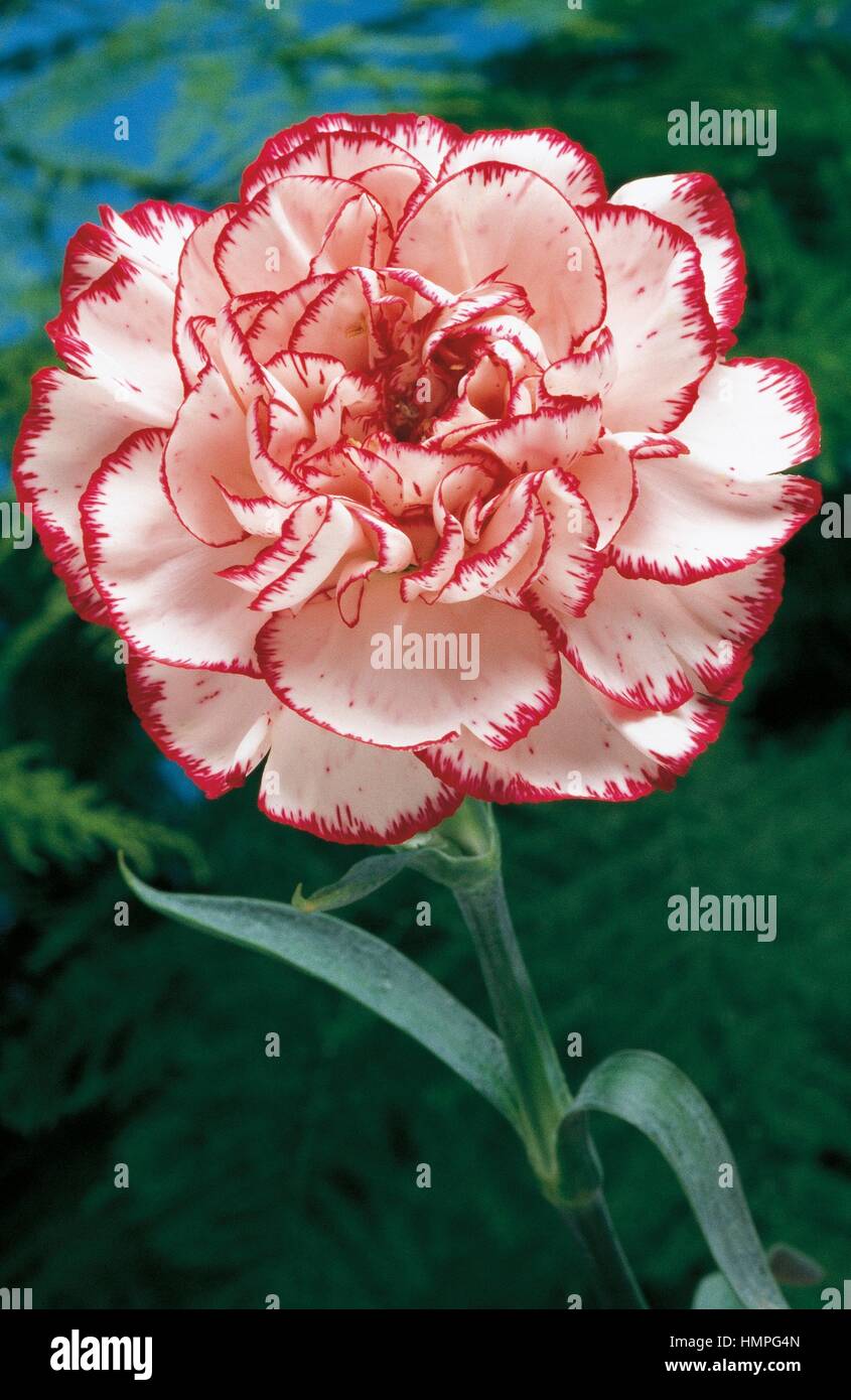 Dianthus blues hi-res stock photography and images - Alamy