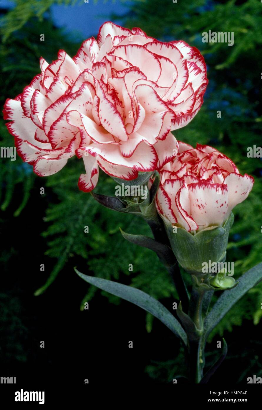 Dianthus blues hi-res stock photography and images - Alamy