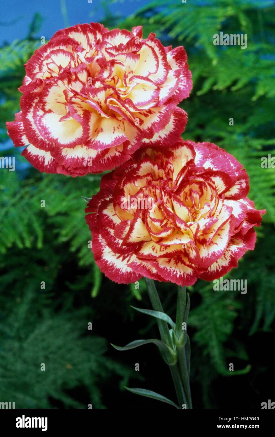 Caryophyllaceae dianthus hi-res stock photography and images - Alamy