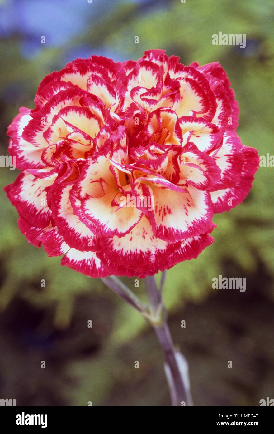 Caryophyllaceae dianthus hi-res stock photography and images - Alamy